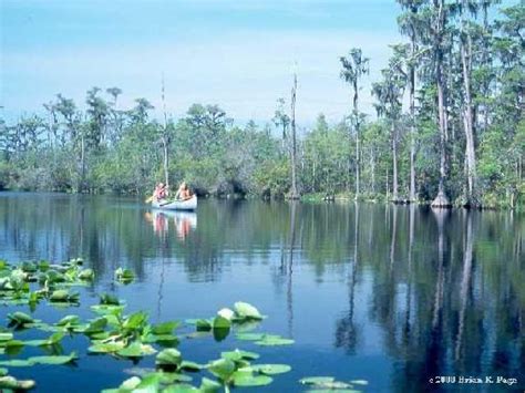 Canoeing In The Okefenokee Swamp Pics4learning