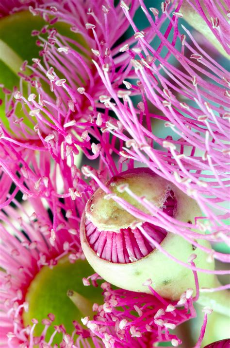 50 Red Flowering Eucalyptus Sideroxylon Mugga Ironbark Tree Seeds