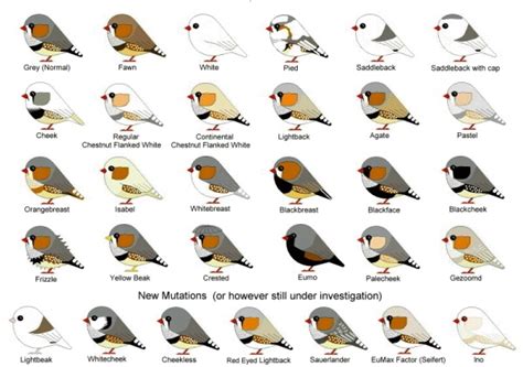 java finch mutations java sparrow tpoint tech