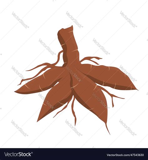 Cassava Royalty Free Vector Image Vectorstock
