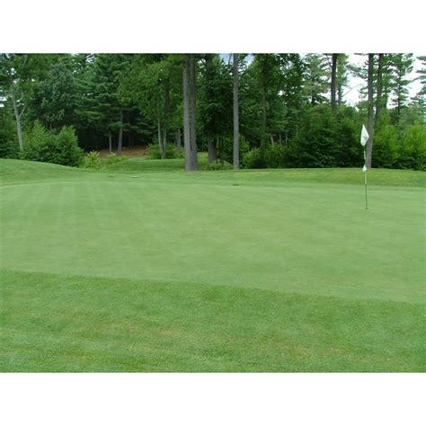 Sahara Ii Bermuda Grass Seed Unhulled 25 Lbs Seed World