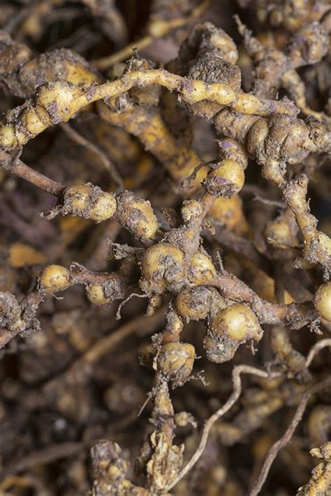 Uprooted Plant With Infected Root Knot Nematodes Stock Image Image