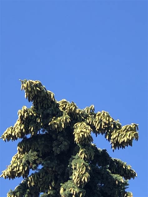 Spruce Cone And Seed Production Mast Year Atts Group Inc Yard Whispers