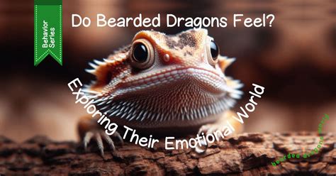 Bearded Dragon Communication Understanding Their Language