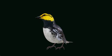 Golden Cheeked Warbler Songbird 3d Model By Nyilonelycompany