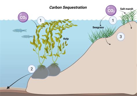 Blue Carbon In Mpas Greater Farallones Association