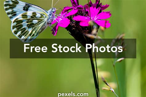 Flutter App Wallpepp Photos Download The Best Free Flutter App