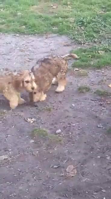 Cockapoo Polska Home Facebook