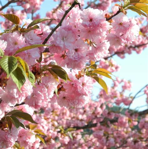 Ако сте Овен Лъв и Стрелец в четвъртък ще имате благоприятен ден За Жената