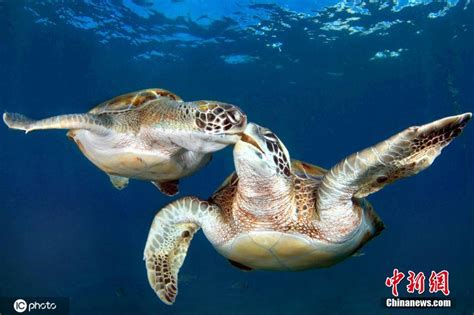 世界海龟日 走进地球最古老的海洋精灵 5
