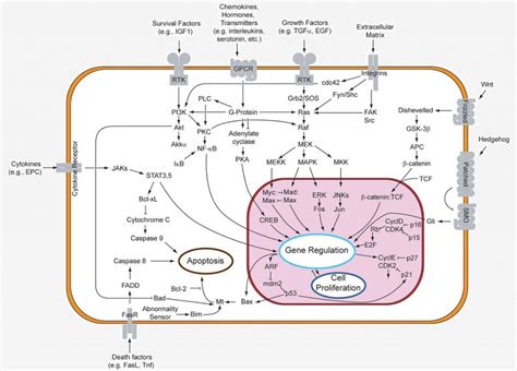 Types And Stages Of Cell Signaling Biology Dictionary
