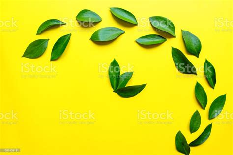 루스쿠스로 만든 잎 조성물 플랫 레이 상단 보기 열대 잎 여름 창조적 인 최소한의 배경입니다 리프 무늬 0명에 대한 스톡 사진 및 기타 이미지 Istock