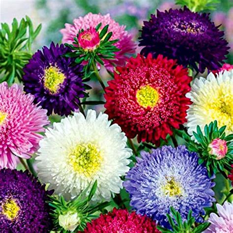 Aster Chinensis Princess China Aster Winter Flower Moji Mall