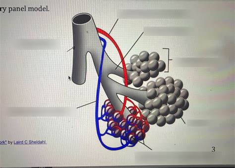 Alveolus Diagram Quizlet