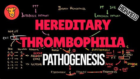 Hereditary Thrombophilia Pathogenesis Of Antithrombin Deficiency Factor 5 Leiden Protein Cs