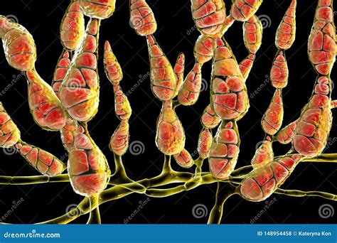 Mold Alternaria Alternata Allergic Fungus Stock Illustration Illustration Of Fever Fungal
