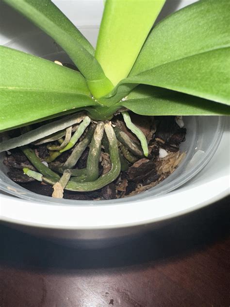 Why Does My Orchid Have A Bumpy Looking Leaf R Orchids