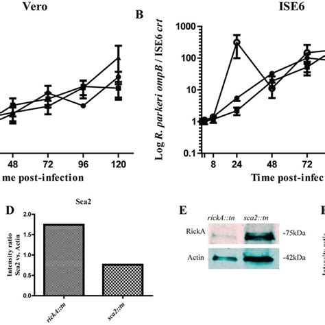 Growth Curves For R Parkeri Wild Type Sca2tn And Rickatn Strains