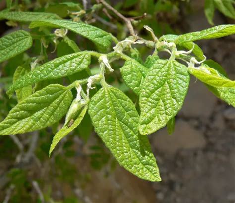 Hackberry Tree Forestry Com