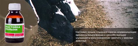 Особенности пищеварения жвачных | НПП "Фармакс"
