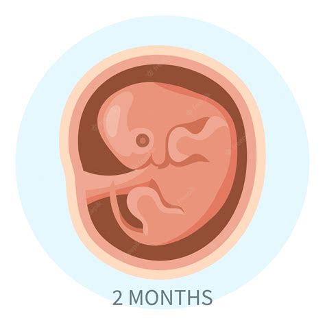 Embrião Com 2 Meses Fdplearn