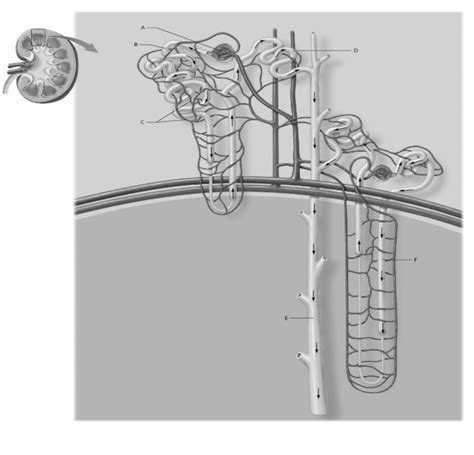 Unit 4 Lab 1 Diagram Quizlet