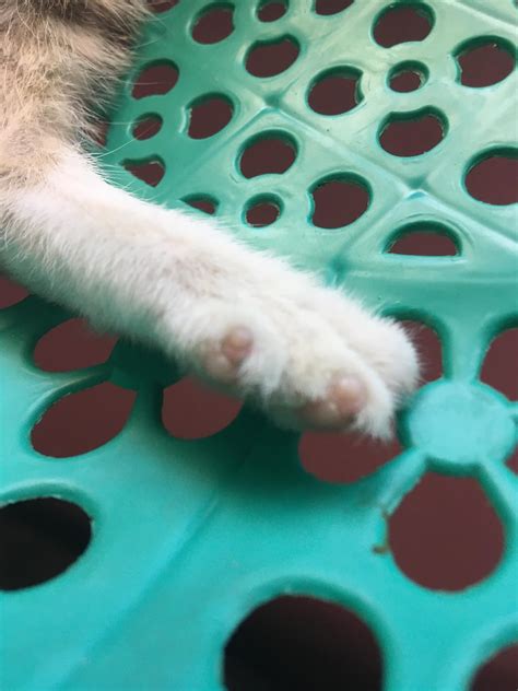 Is This Kittens Feet And Claws Deformed Rcats