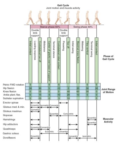 Intro To Neuro Chapter 10 Examination And Evaluation Of Functional