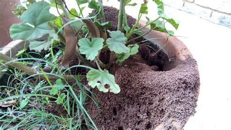 Infinix Hot S Review Touch Controls Phoneworld