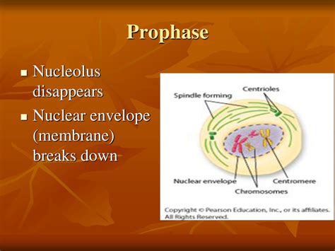 Cell Cycle And Mitosis Video Ppt Download
