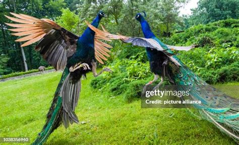 Peacock Fight Photos And Premium High Res Pictures Getty Images
