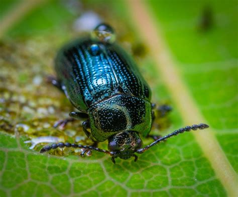 Download Insect Beetle Metallic Blue Body Wallpaper