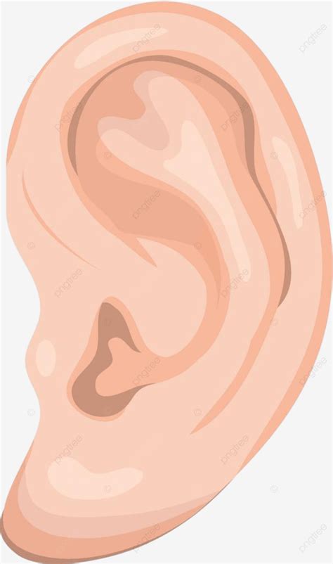 흰색에 고립 된 인간의 귀 감각 만화 오디오 Png 일러스트 및 벡터 에 대한 무료 다운로드 Pngtree