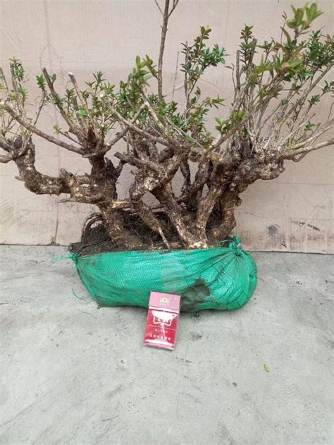 平枝荀子婀娜玉立，黃楊和花皮榆樹臃腫有形，盆友的喜好也不同！ 每日頭條