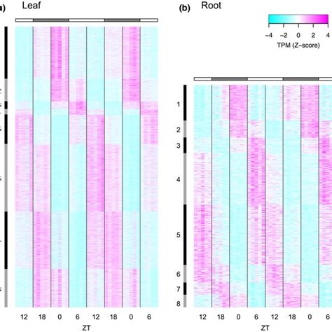 Phase Sorted Heatmap Showing Diurnally Oscillating Gene Expressions In Phase Sorted Heatmap Showing Diurnally Oscillating Gene Expressions In