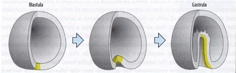 MCDB 153 Diagram Quizlet