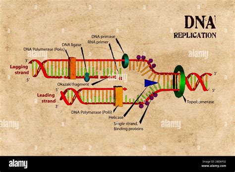 Dna Replication Diagram Labeled