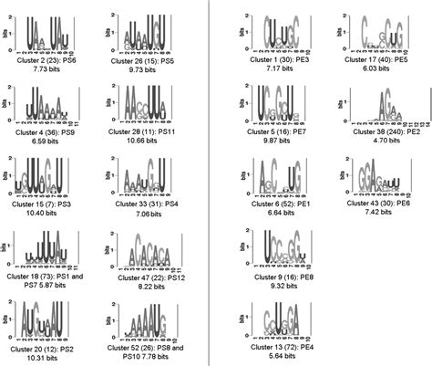 Computational Definition Of Sequence Motifs Governing Constitutive Exon Splicing