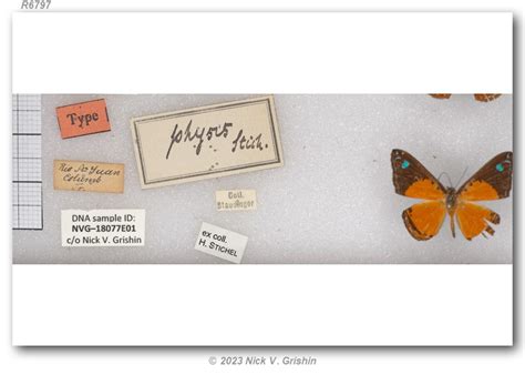 Argyrogrammana Physis Type Specimens