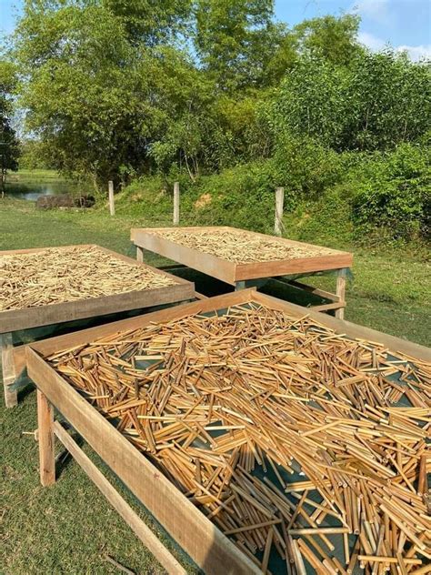 Buy Bamboo Straws From Ktimex Coltd Vietnam