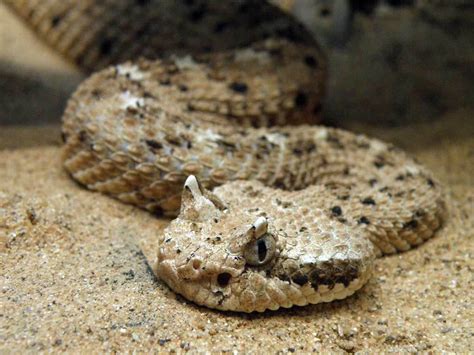 Mordedura De Serpiente De Cascabel De Madera