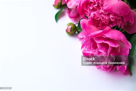 흰색 배경에 밝은 분홍색 모란 여름 꽃 꽂이 인사말 카드에 대한 배경 공간을 복사합니다 휴일 생일 발렌타인 데이 선물의 개념 개념에 대한 스톡 사진 및 기타 이미지 Istock