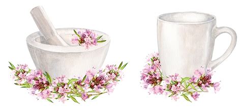 허브와 백리향 꽃을 자르기위한 흰색 박격포 세라믹 머그잔 수채화 그림입니다 허브 티 강장제의 준비 약초 실험실 또는 라벨