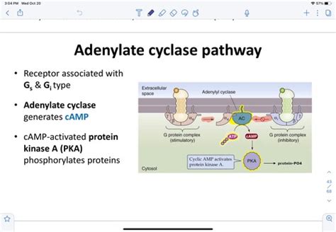 Synaptic Transmission Flashcards Quizlet