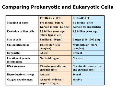 Differences Between Prokaryotes Eukaryotes