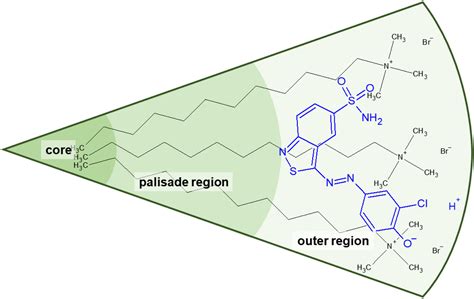 Sans Contrast Matching For The Unambiguous Localization Of Anionic Dye
