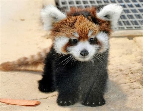 실물보면 씹덕사할것 같은 레서팬더 이슈 사건 정치 네모판