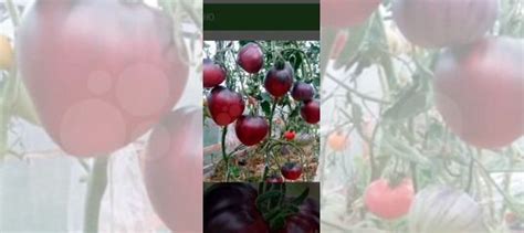 Рассада помидор Сержант Пеппер купить в Санкт-Петербурге | Товары для ...