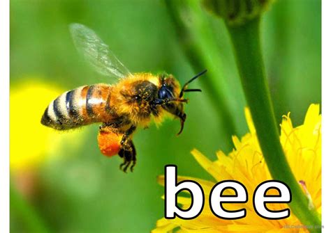 Insects Ppt Pictionary Picture Dict English Esl Powerpoints