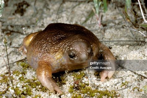 Turtle Frog Myobatrachus Gouldii Australiaês Only Frog Food News